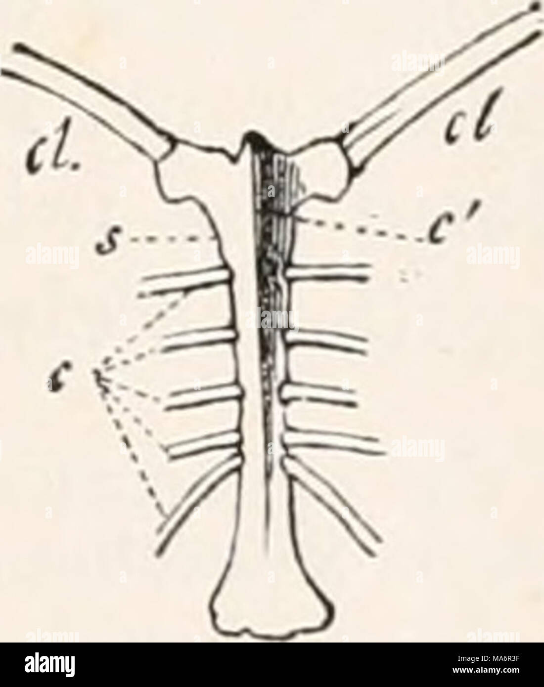 . Elements of comparative anatomy Stock Photo - Alamy