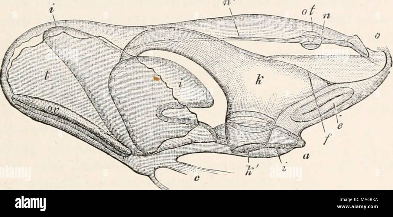 . Elements of comparative anatomy Stock Photo - Alamy