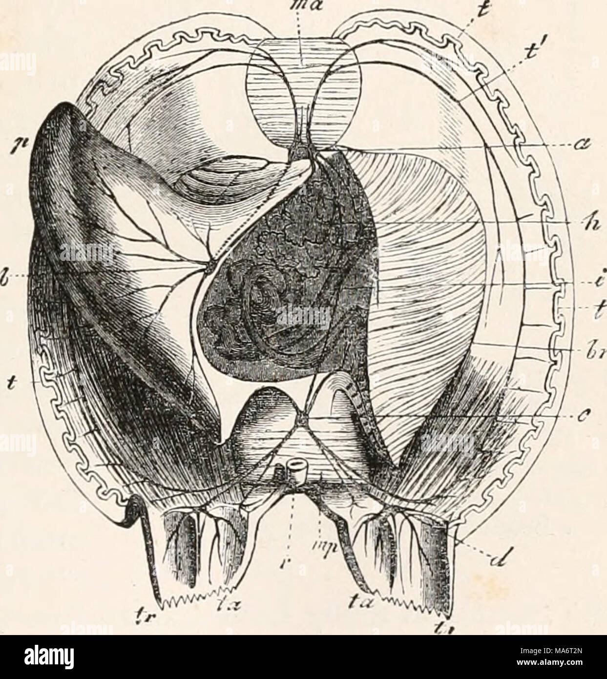 . Elements of comparative anatomy Stock Photo - Alamy