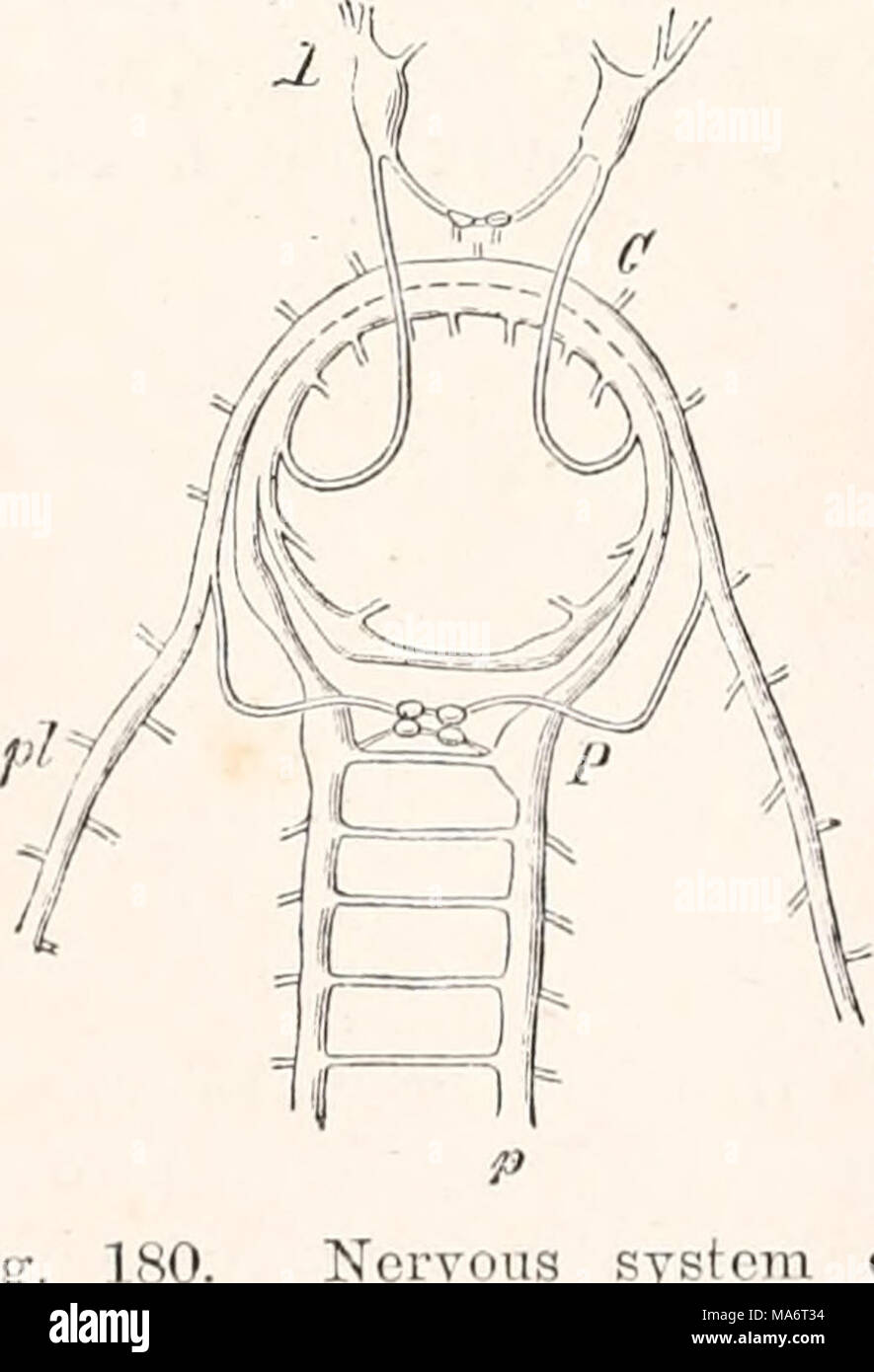 . Elements of comparative anatomy Stock Photo - Alamy