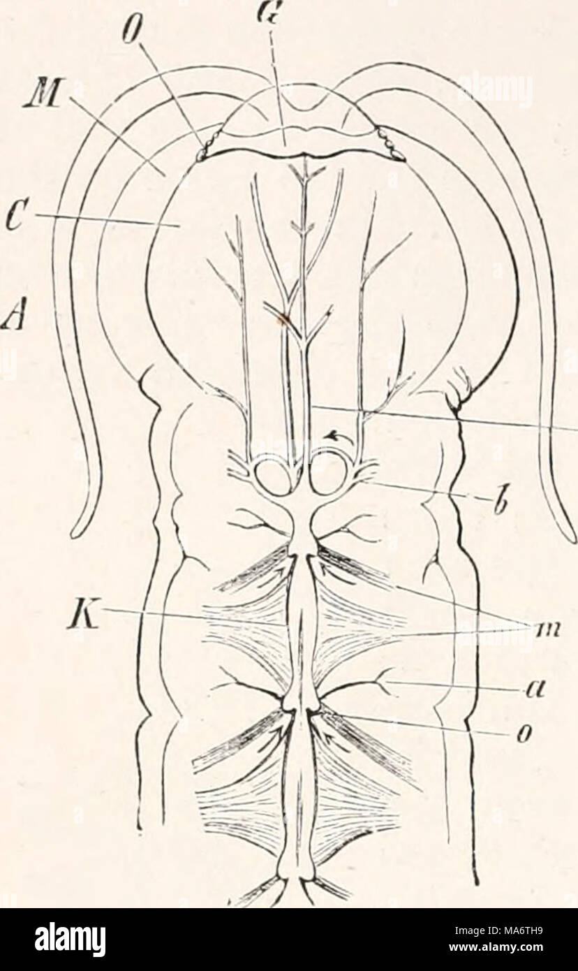 . Elements of comparative anatomy Stock Photo - Alamy