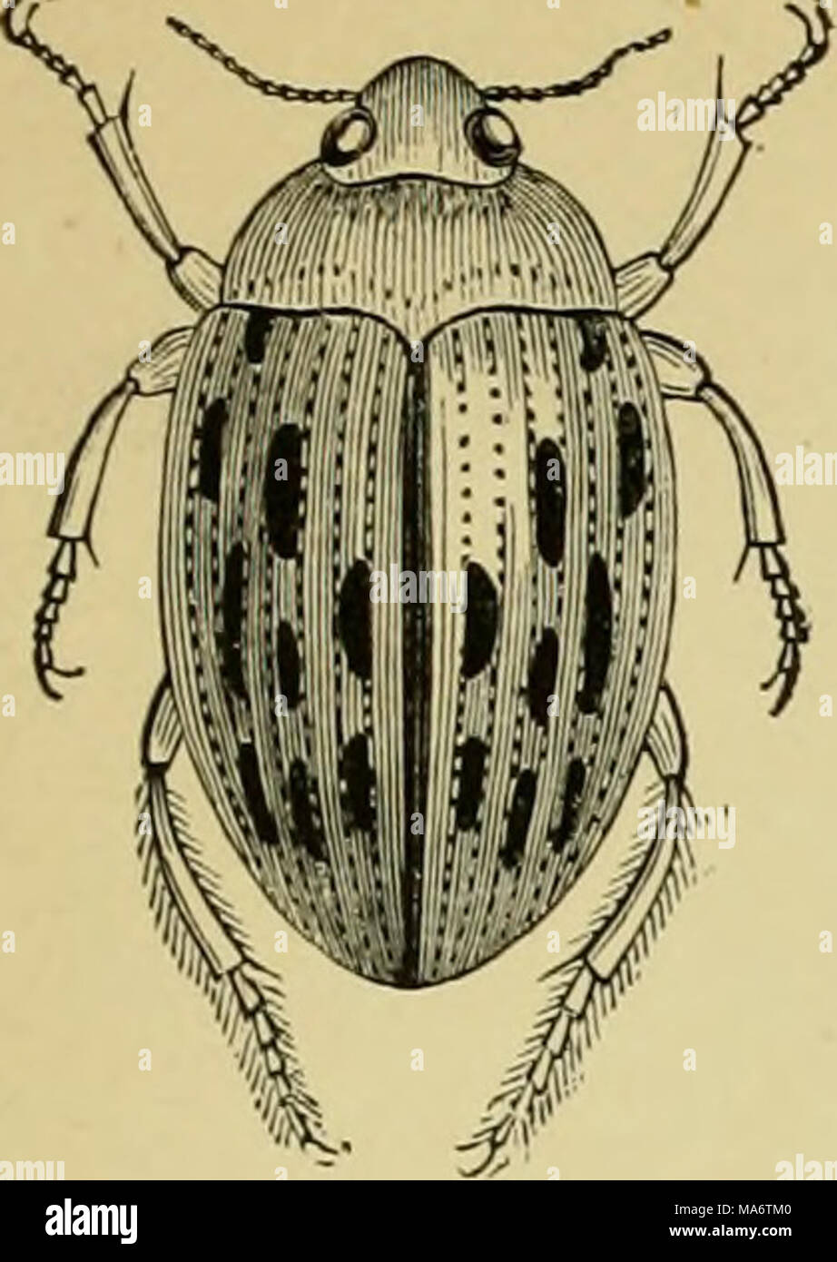 Entomologyeducation hi-res stock photography and images - Alamy