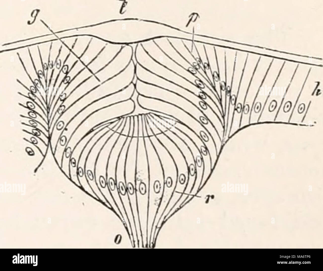 . Elements of comparative anatomy Stock Photo - Alamy