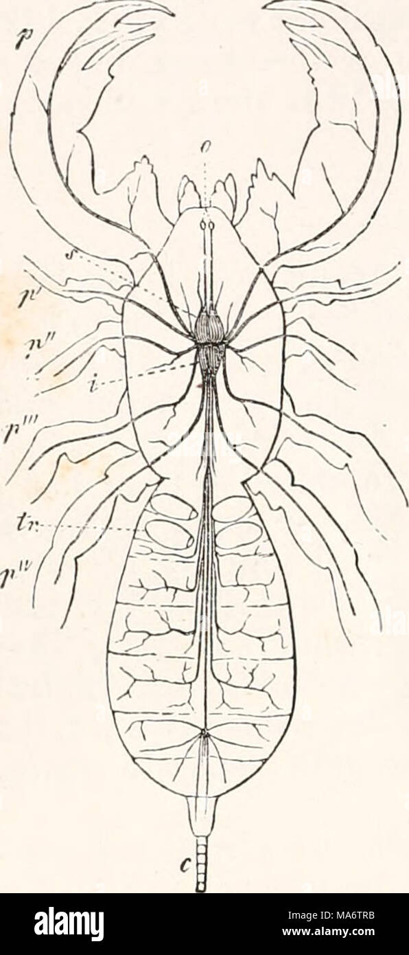 . Elements of comparative anatomy Stock Photo - Alamy