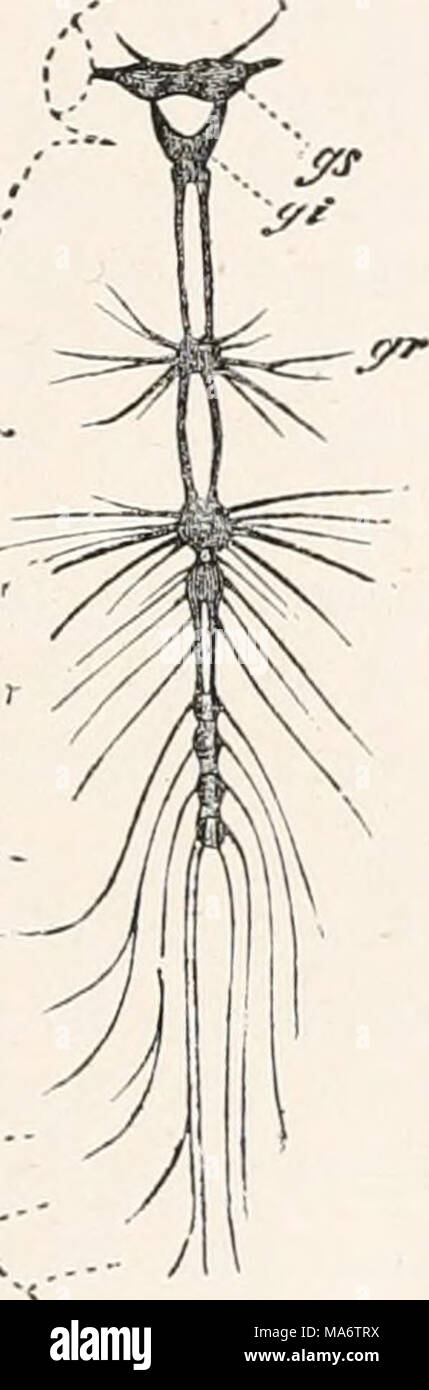 . Elements of comparative anatomy Stock Photo - Alamy