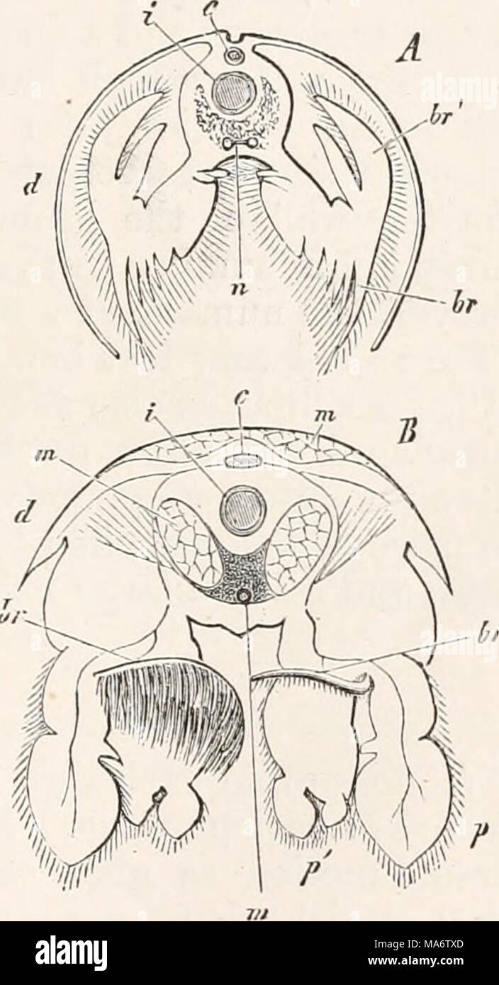 . Elements of comparative anatomy Stock Photo - Alamy