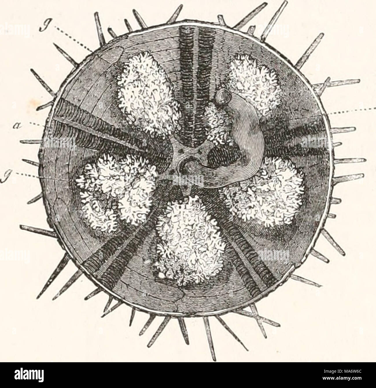 . Elements of comparative anatomy Stock Photo - Alamy