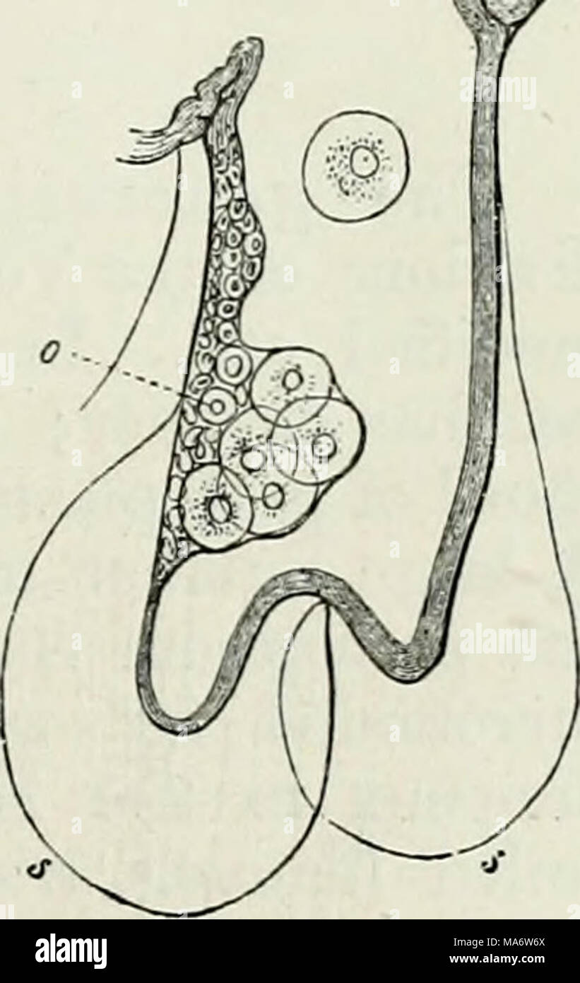 . Elements of Comparative Anatomy Stock Photo - Alamy