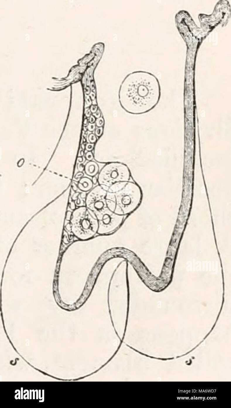 . Elements of comparative anatomy Stock Photo - Alamy
