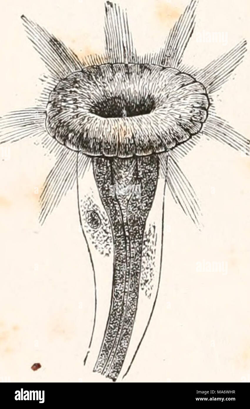 . Elements of comparative anatomy Stock Photo - Alamy