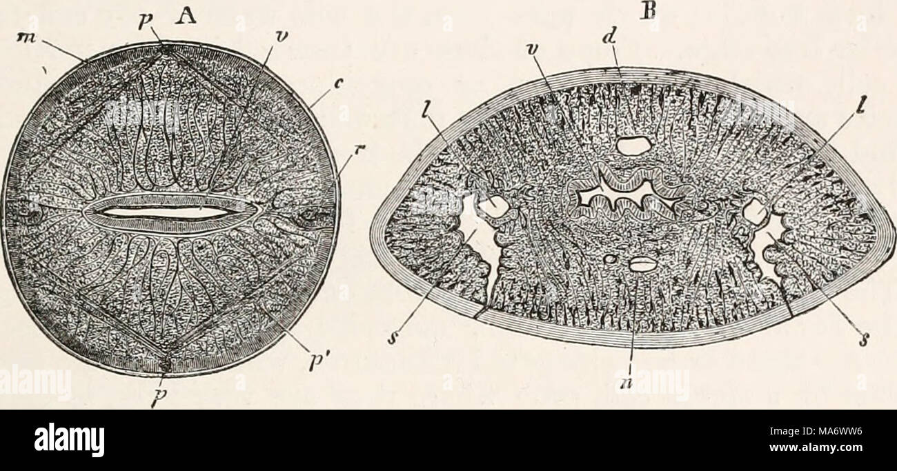. Elements of comparative anatomy Stock Photo - Alamy