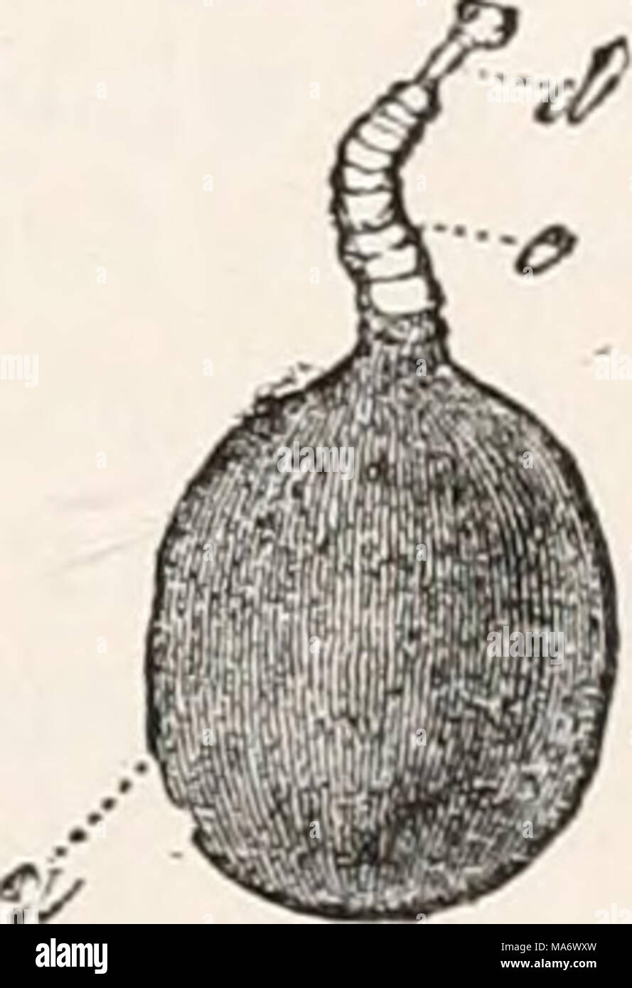 . Elements of comparative anatomy Stock Photo - Alamy