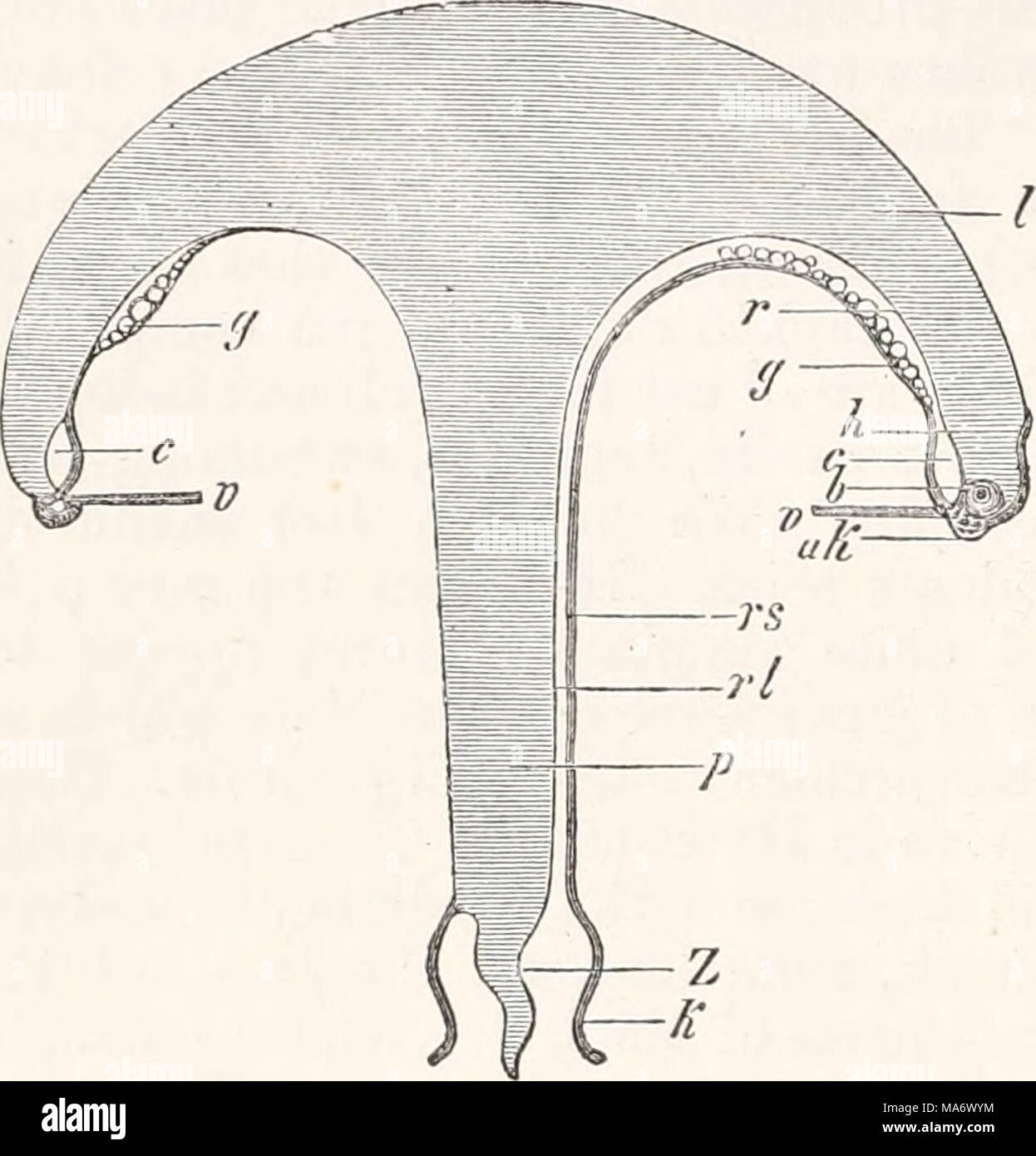 . Elements of comparative anatomy Stock Photo - Alamy