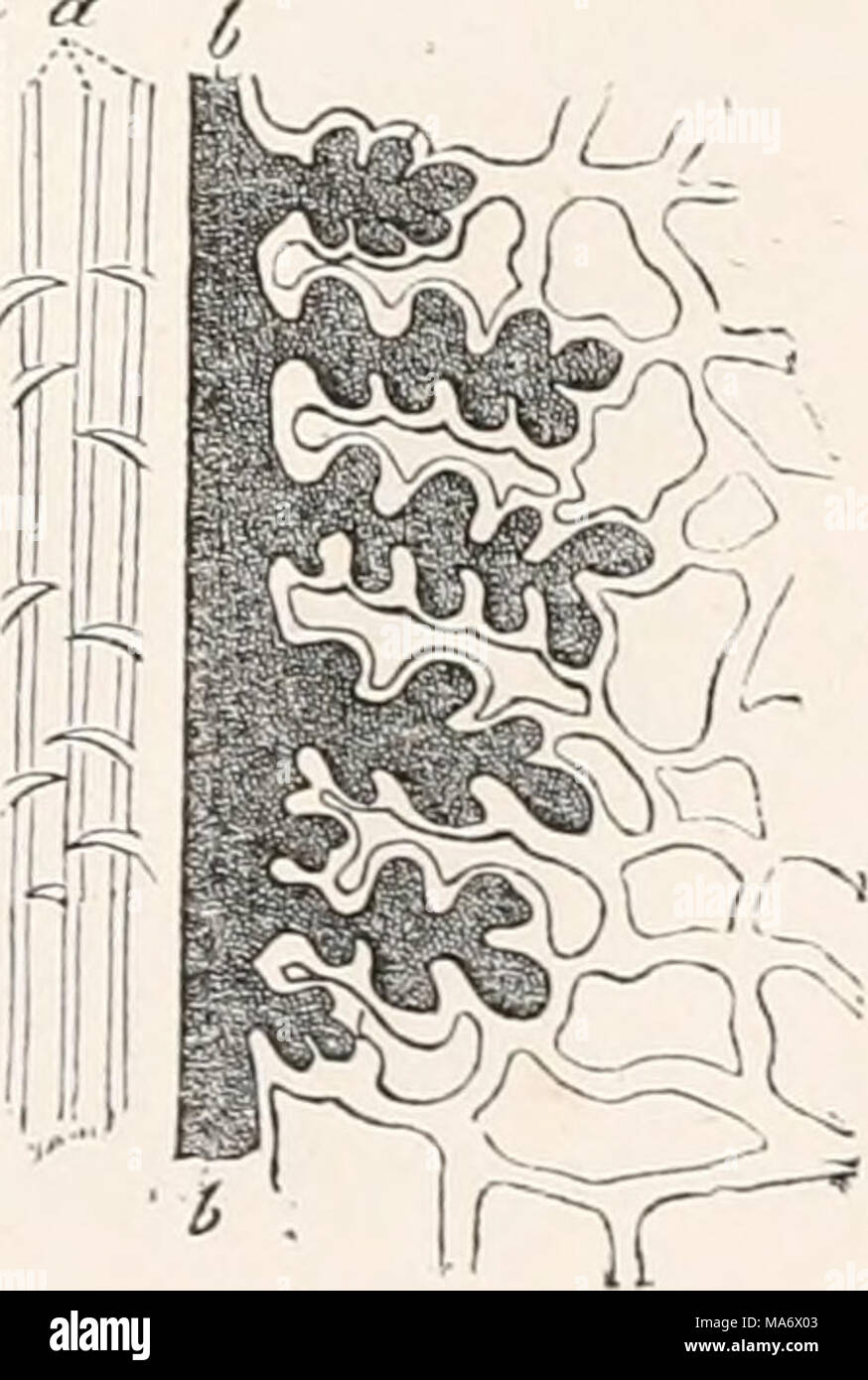 . Elements of comparative anatomy Stock Photo - Alamy
