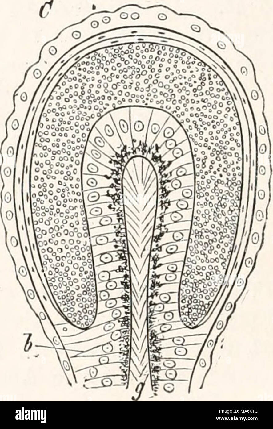 . Elements of comparative anatomy Stock Photo - Alamy