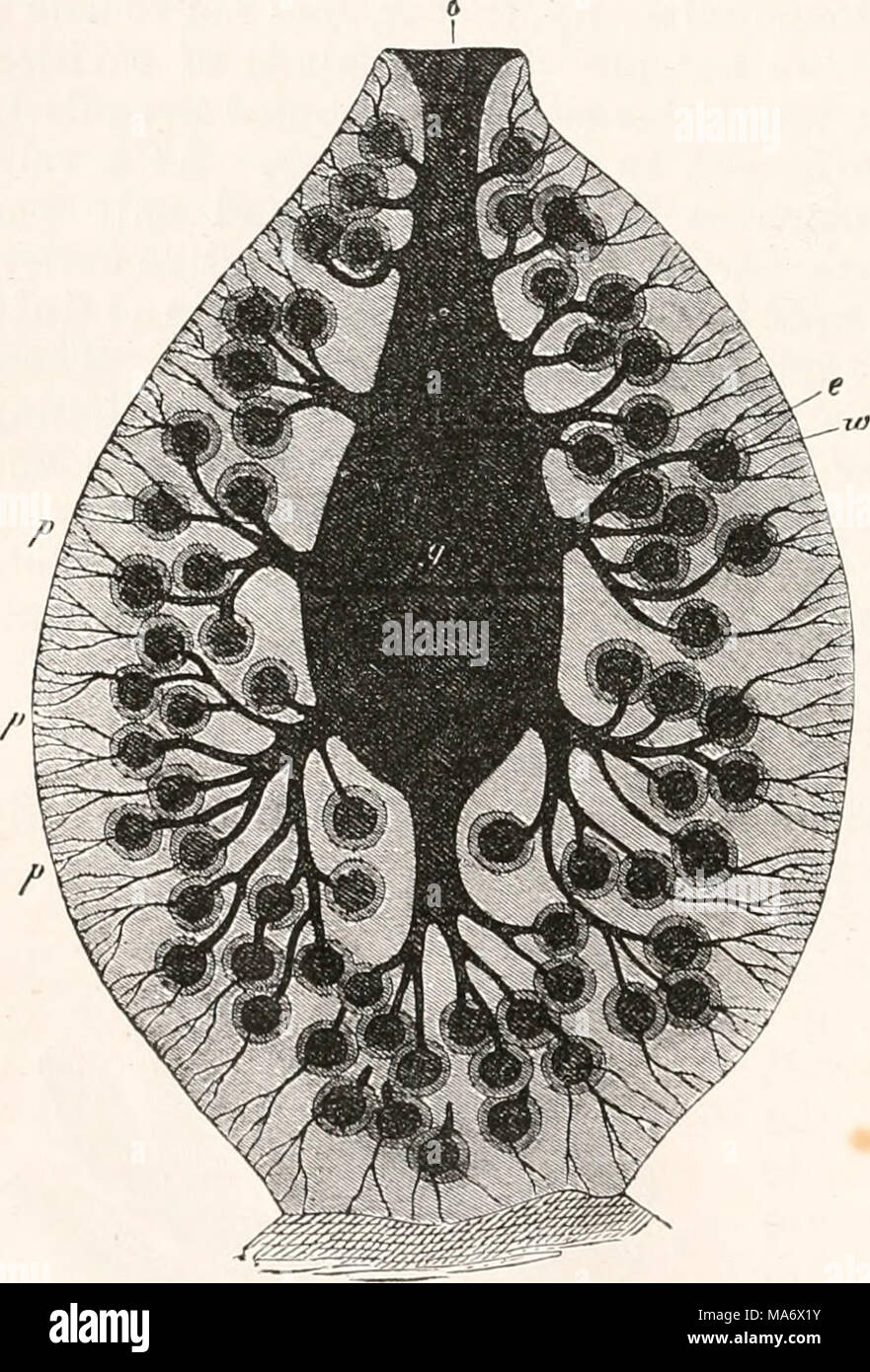 . Elements of comparative anatomy Stock Photo - Alamy