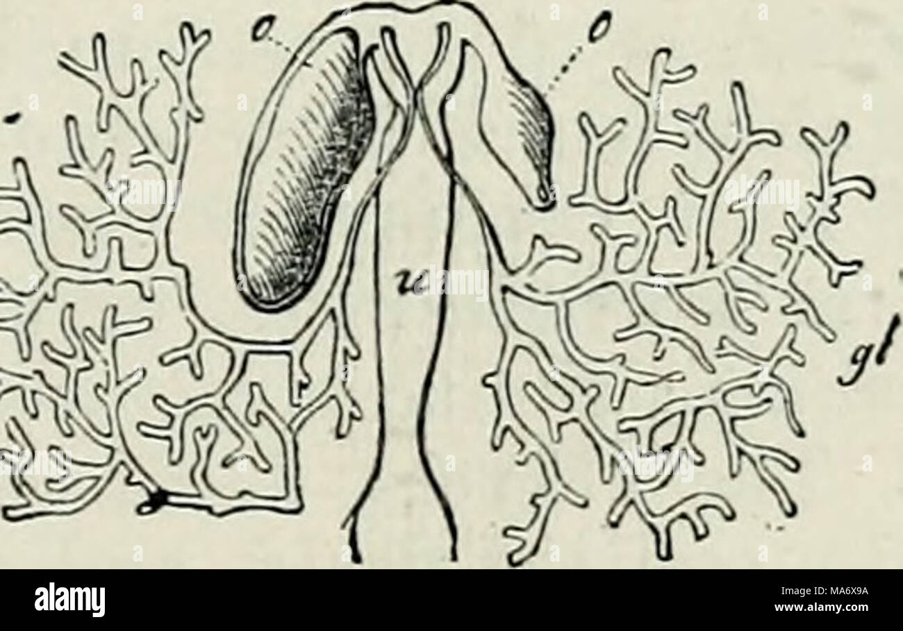 . Elements of Comparative Anatomy Stock Photo - Alamy