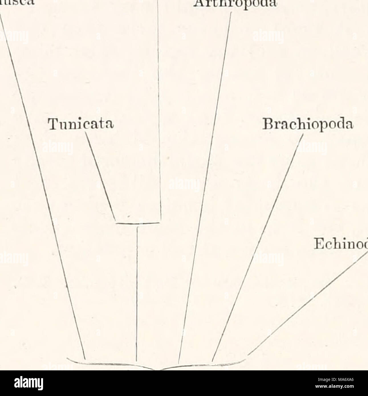 . Elements of comparative anatomy Stock Photo - Alamy