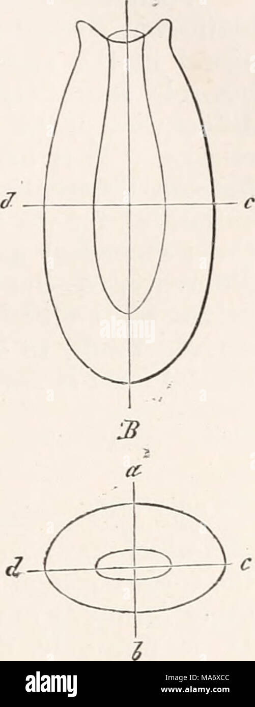 . Elements of comparative anatomy Stock Photo - Alamy