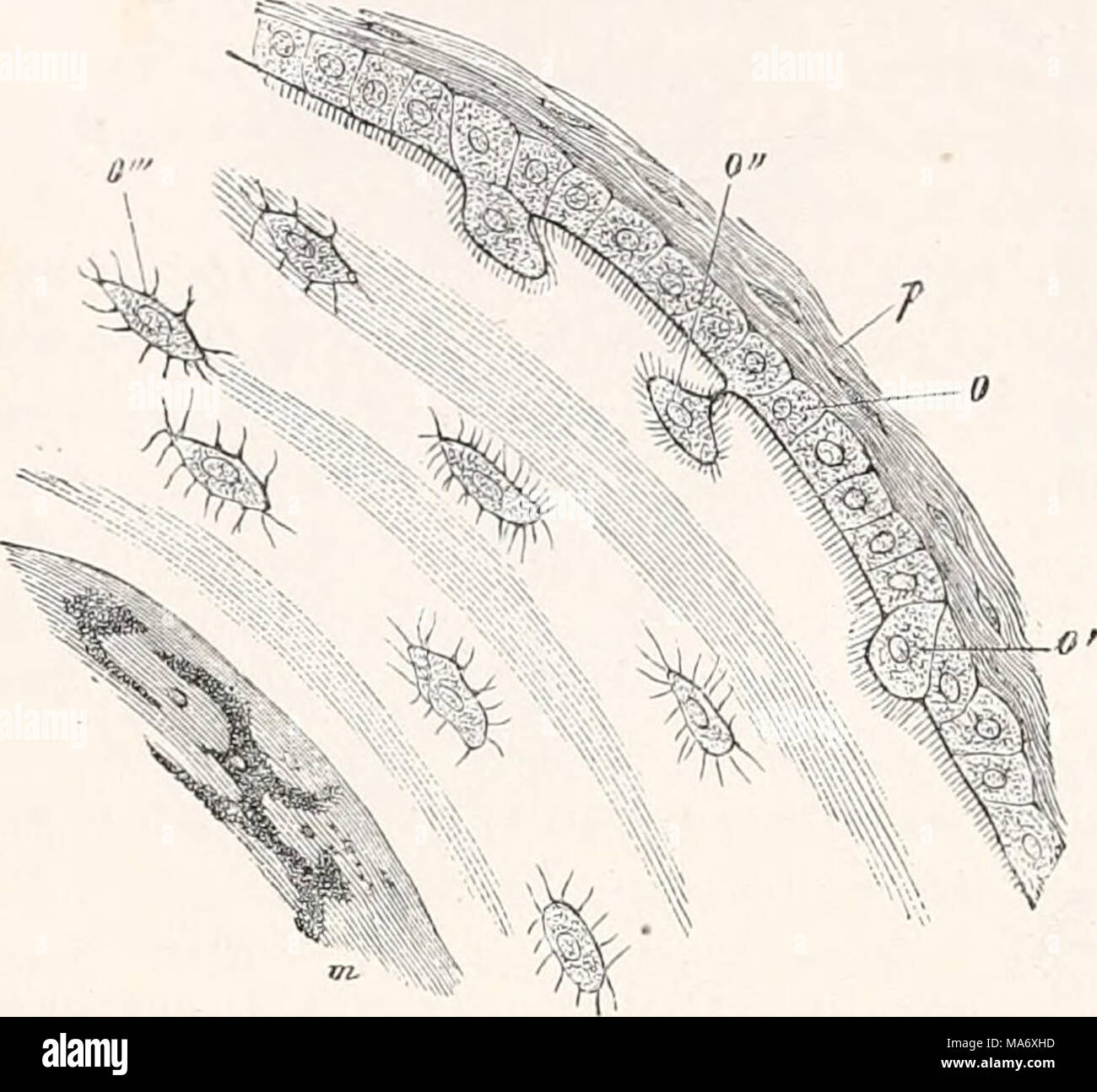 . Elements of comparative anatomy Stock Photo - Alamy