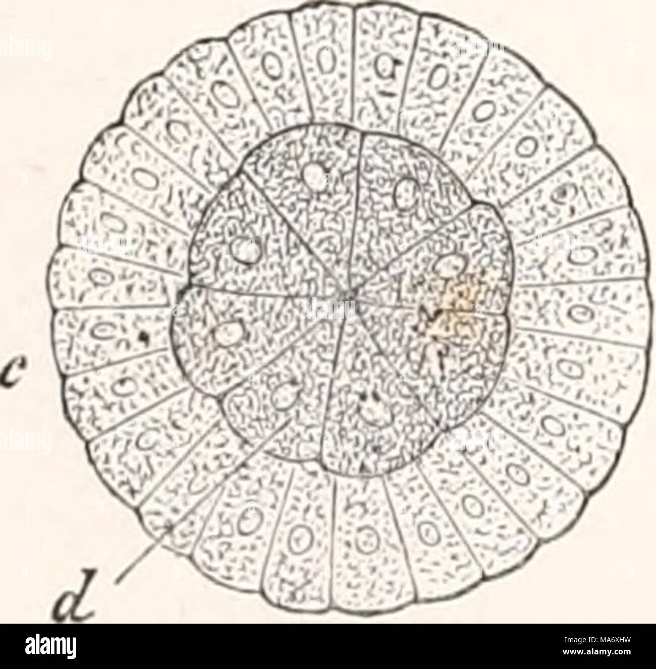 . Elements of comparative anatomy Stock Photo - Alamy
