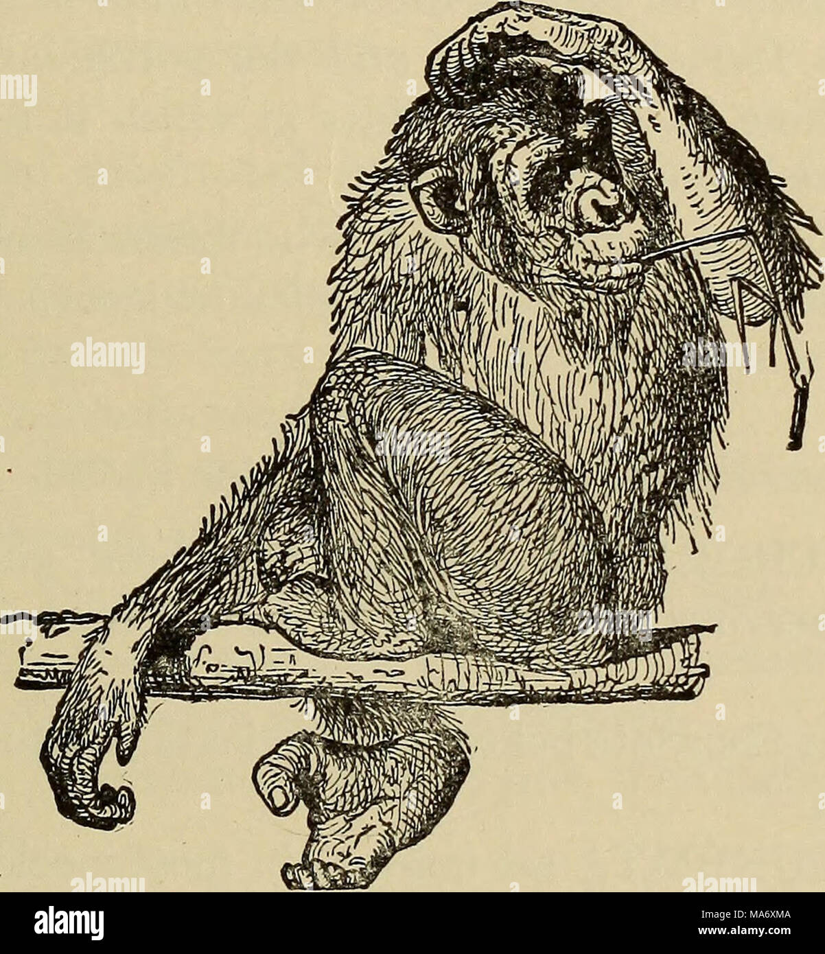 . Elements of comparative zoology Stock Photo - Alamy