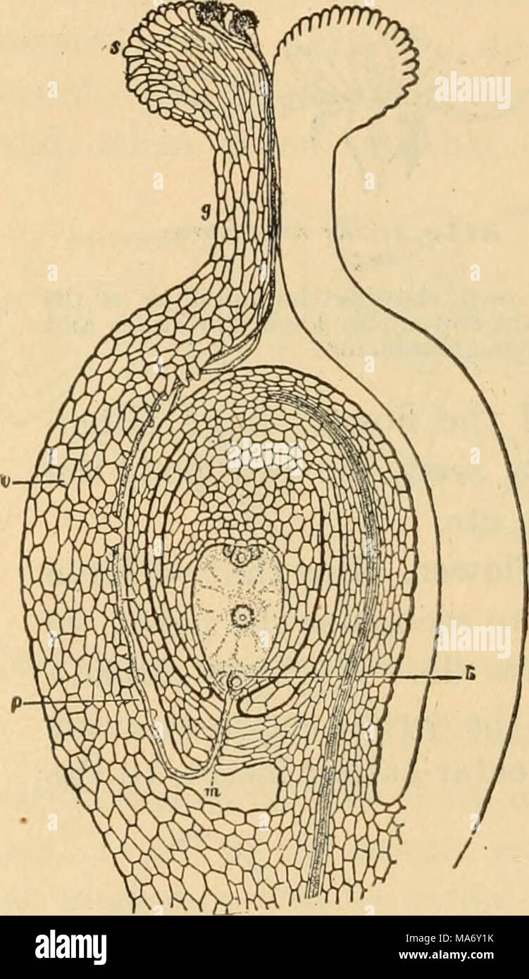 Micropyle In A Conifer