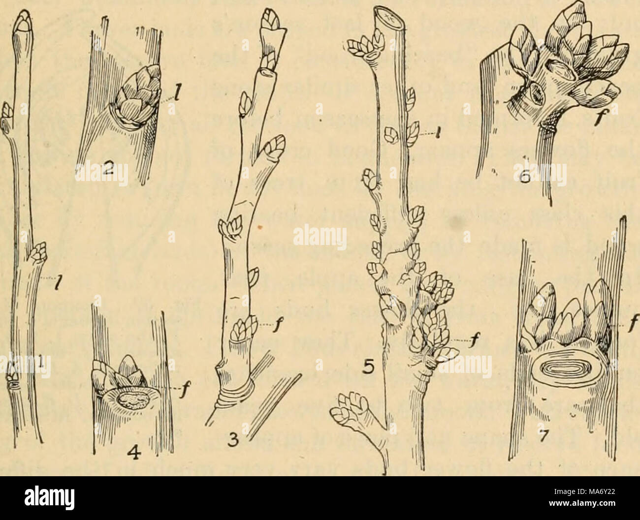 Bud scars hi-res stock photography and images - Alamy