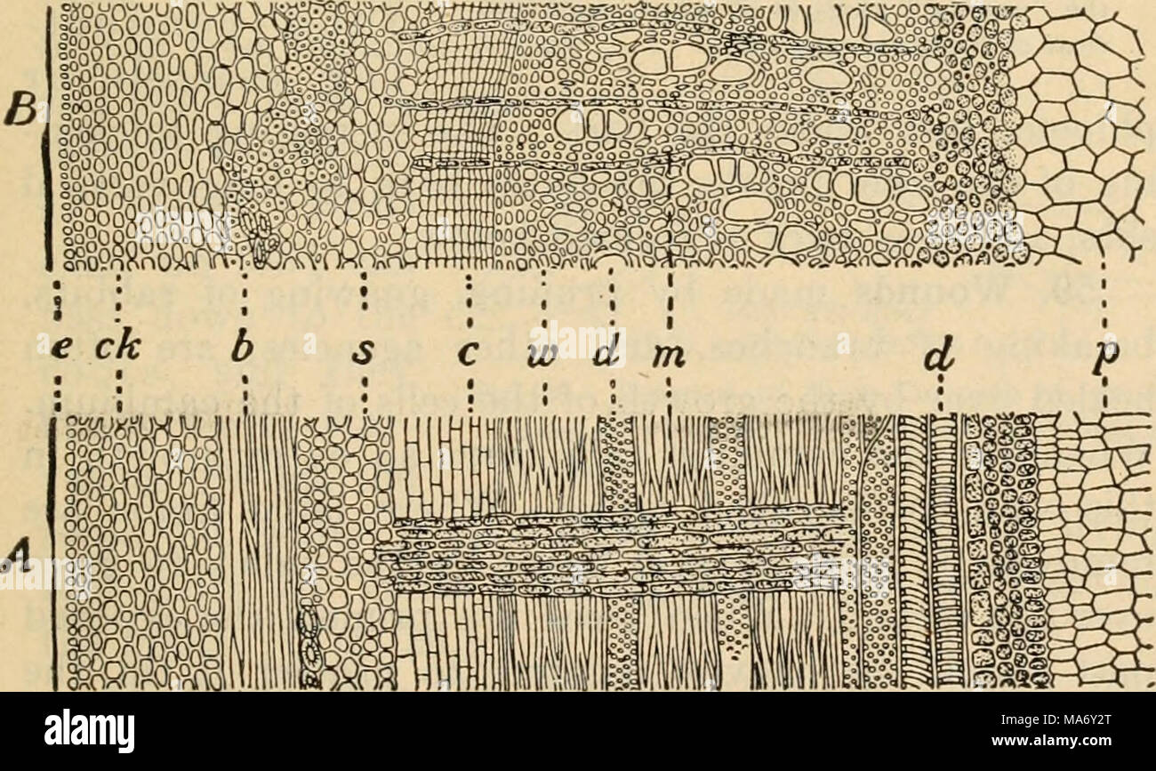 Medullary rays hi-res stock photography and images - Alamy
