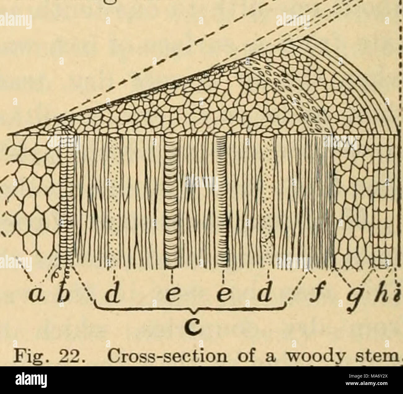 Woody stem cross section hi-res stock photography and images - Alamy