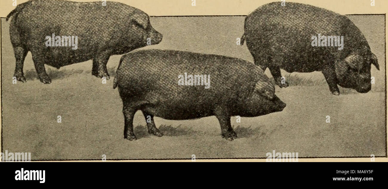 Duroc jersey hi-res stock photography and images - Alamy