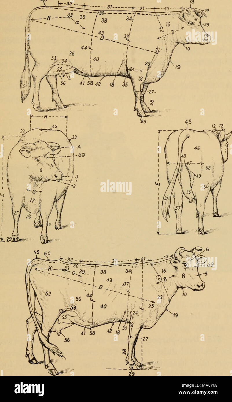 Cattle assessment hi-res stock photography and images - Alamy