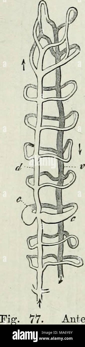 . Elements of Comparative Anatomy Stock Photo - Alamy