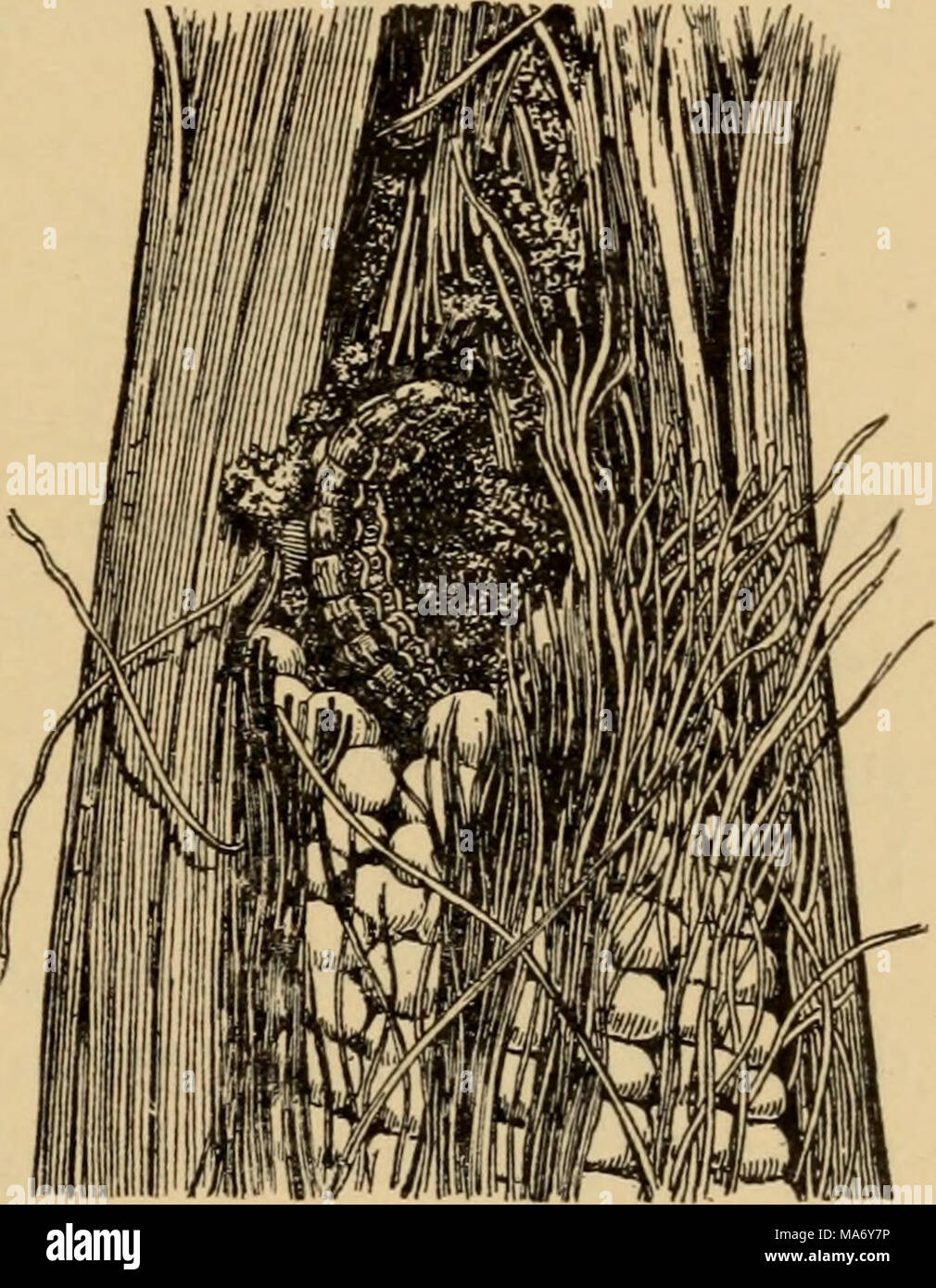 Corn ear worm hi-res stock photography and images - Alamy