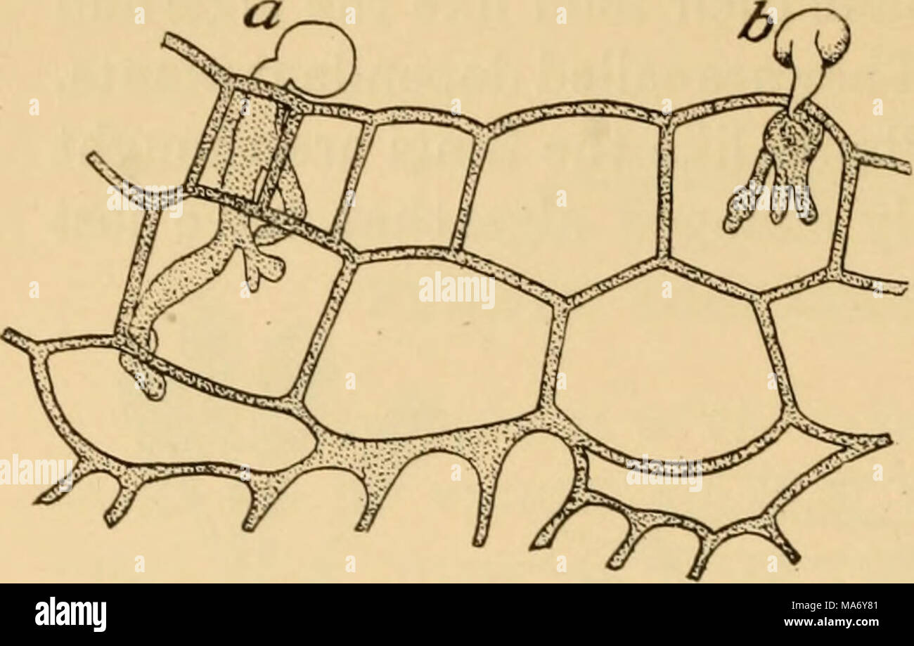 Potato plant cross section hi-res stock photography and images - Alamy