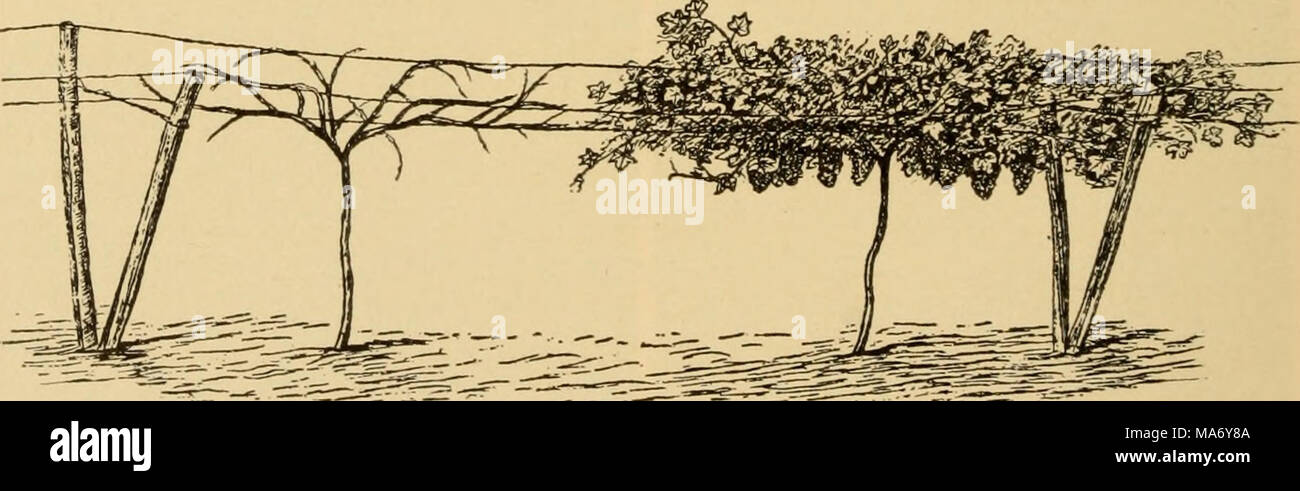 . Elementary principles of agriculture; a text book for the common ...