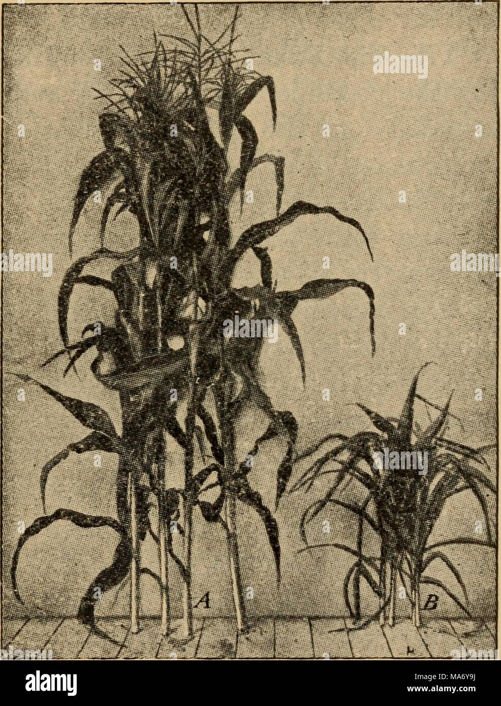 . Elementary principles of agriculture; a text book for the common ...