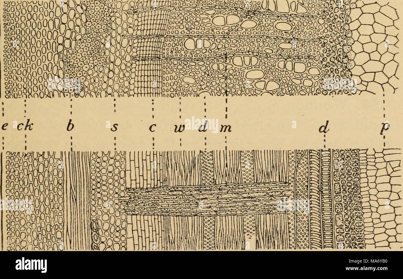 Medullary rays hi-res stock photography and images - Alamy