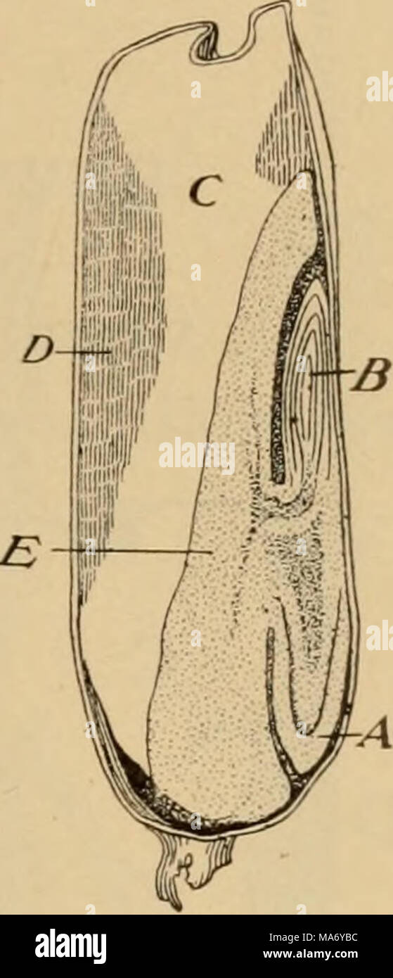 Corn embryo hi-res stock photography and images - Alamy