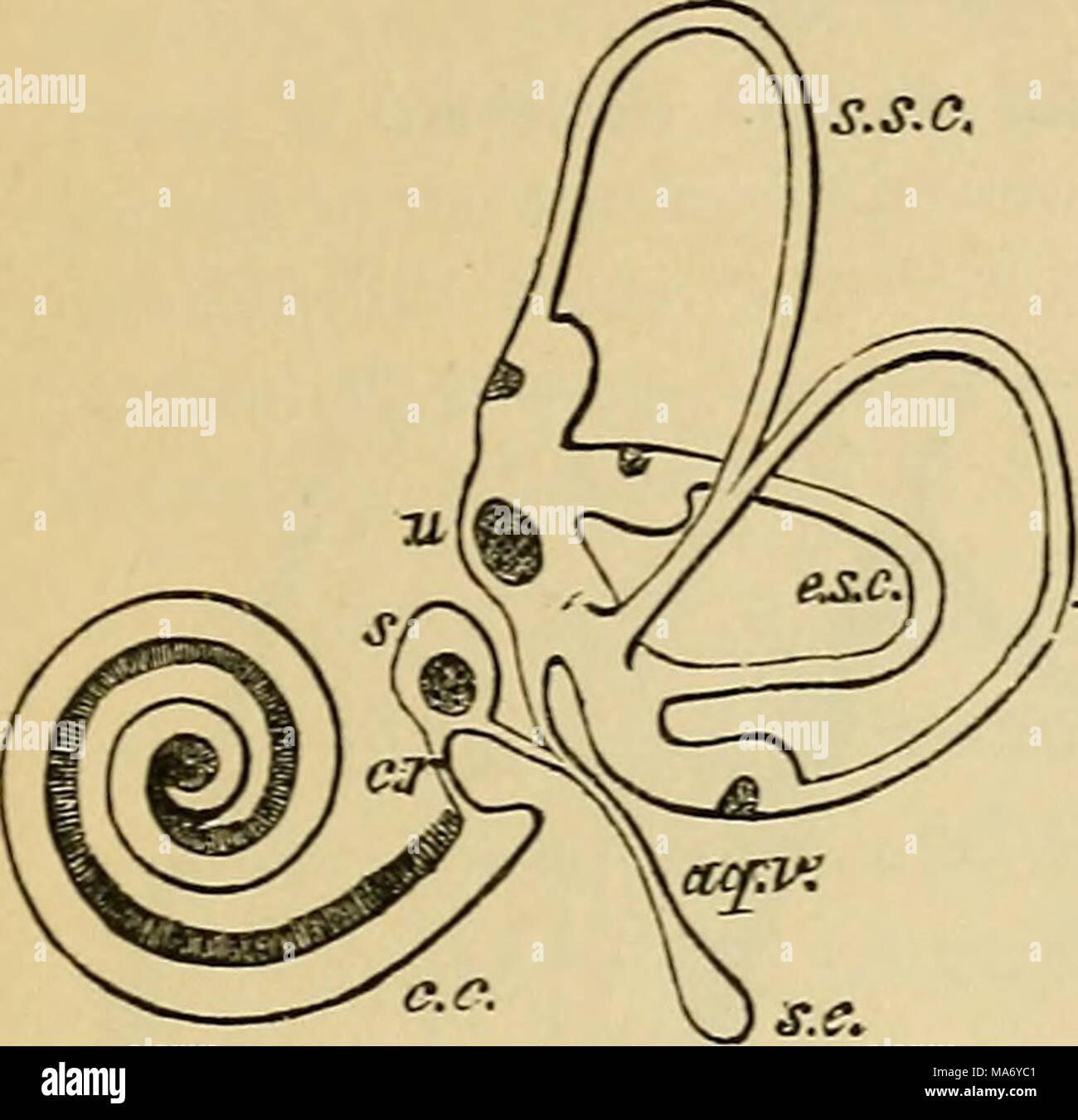 Membranous Labyrinth Histology