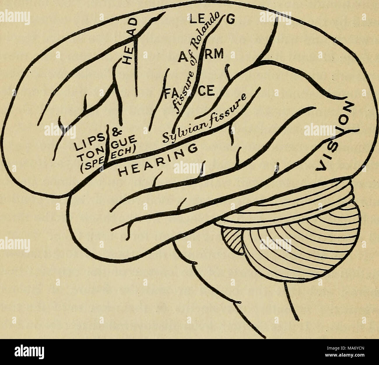 . Elementary physiology . Fig. 112.—Diagram of the external surface of ...