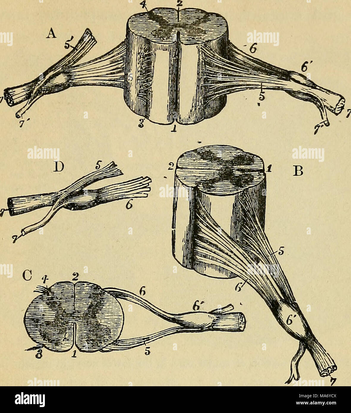 . Elementary physiology . Fig. 104.—Different views of a portion of the ...
