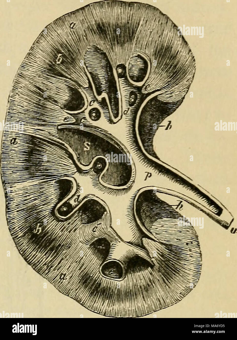 Longitudinal section of right kidney hi-res stock photography and ...
