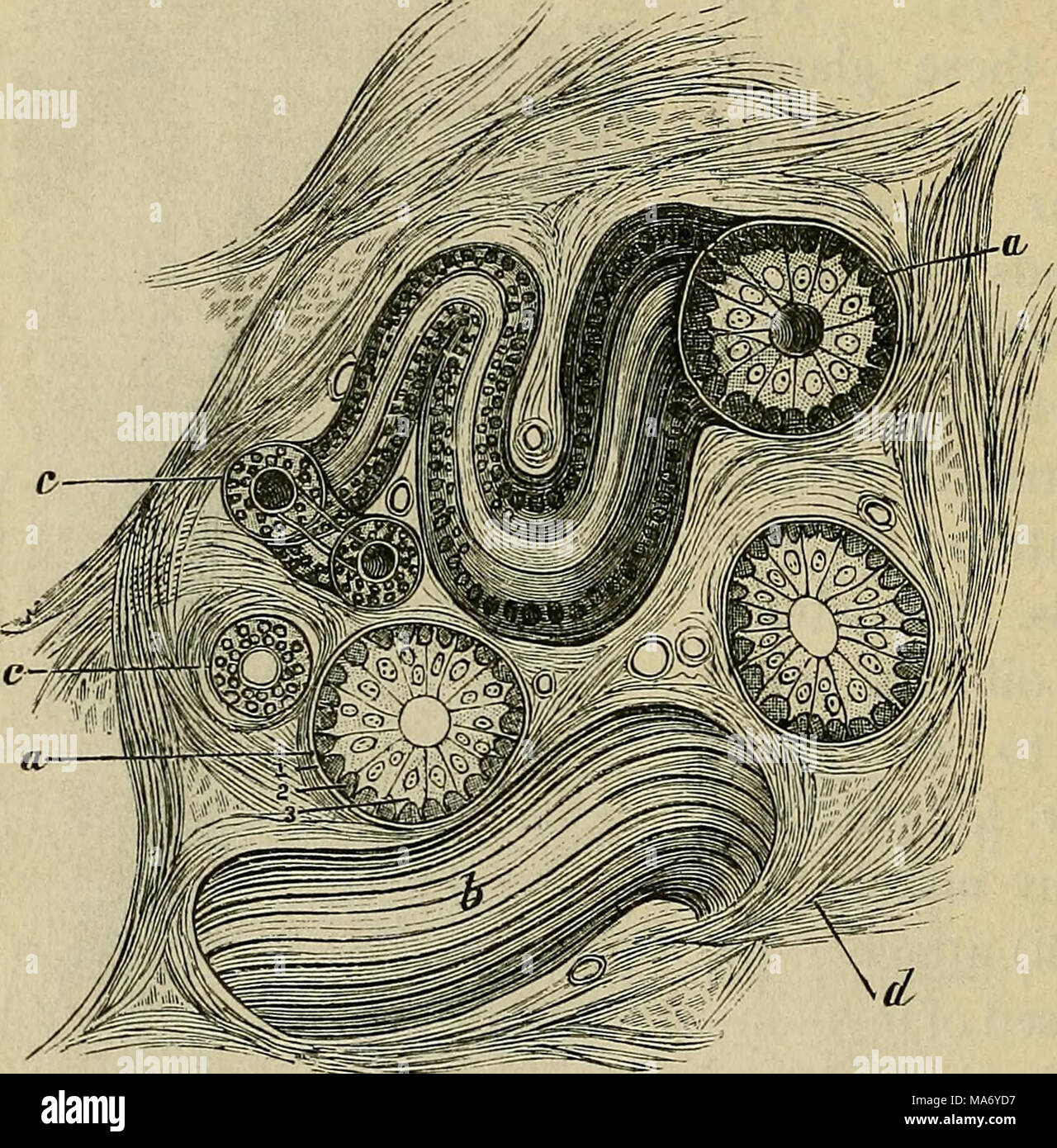 . Elementary physiology . Fig. q5.—Section of a sweat gland in the skin ...