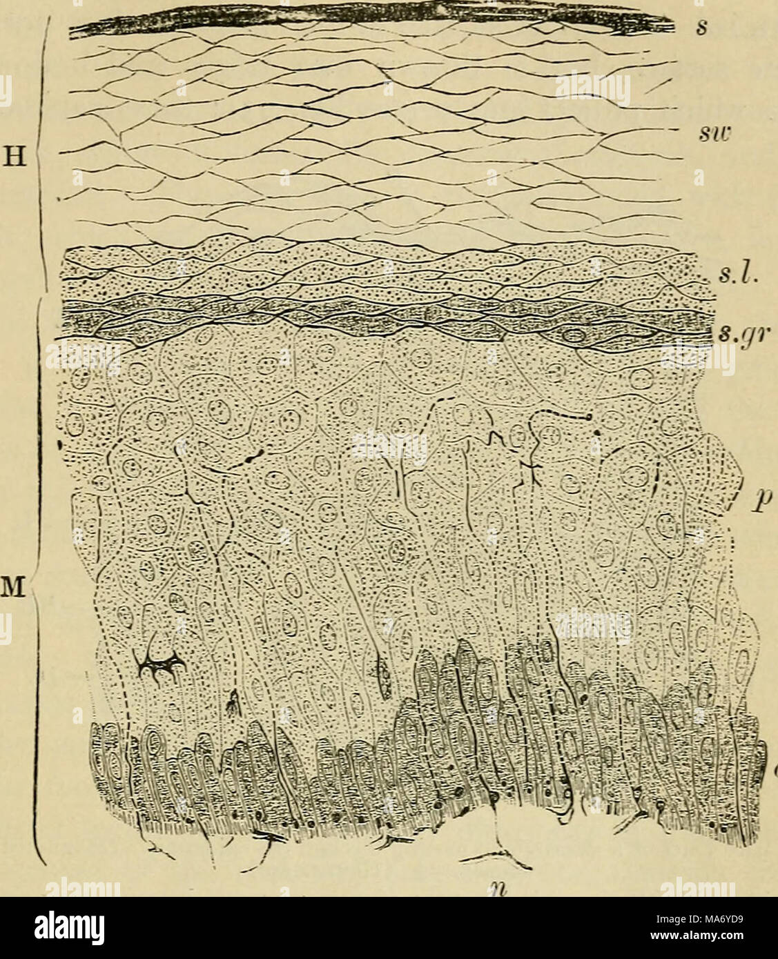 . Elementary physiology . Fig. 92.—Section of epidermis. (Ranvier.) H ...