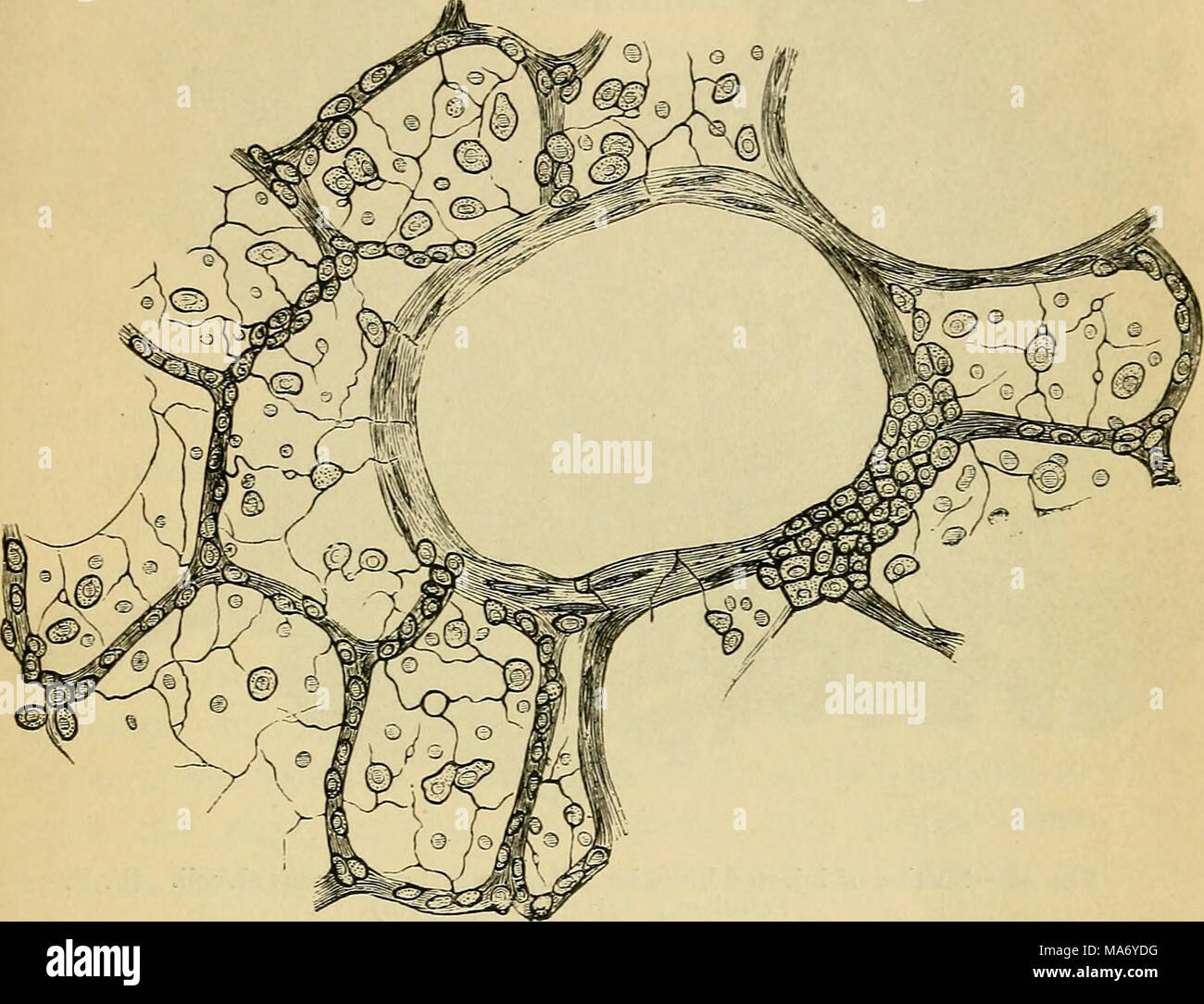 . Elementary physiology . Fig. 89.—Section of part of cat's lung ...