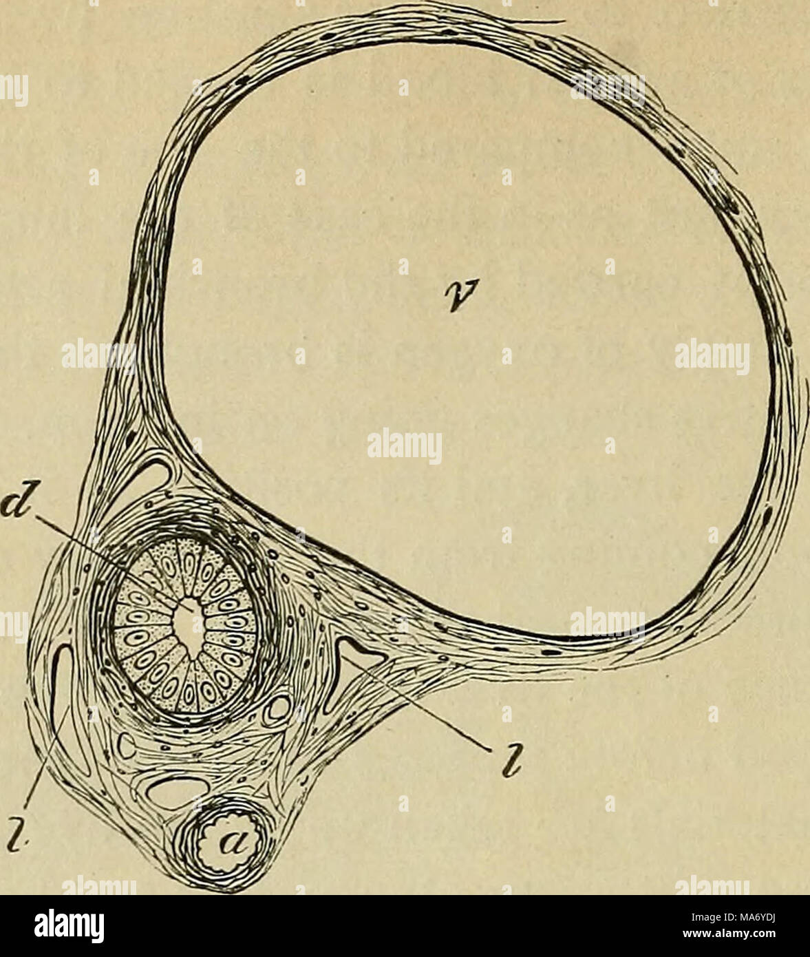 Areolar Tissue Diagram
