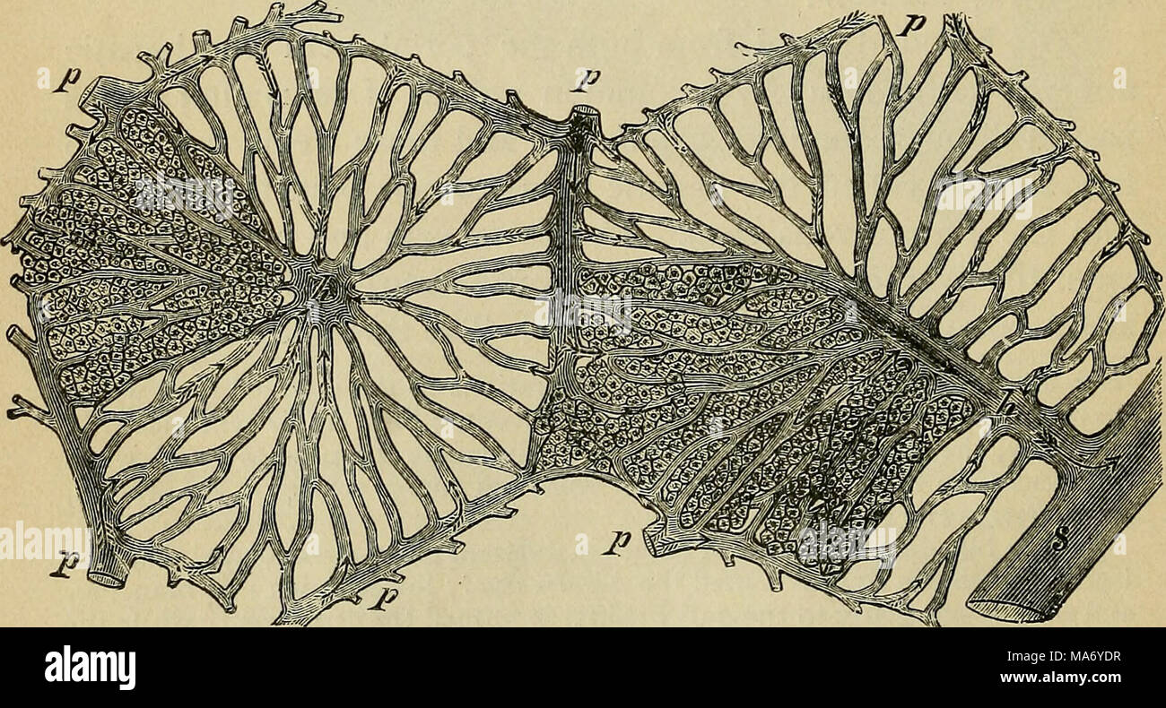 . Elementary physiology . Fig. 83.—Diagrammatic representation of two ...