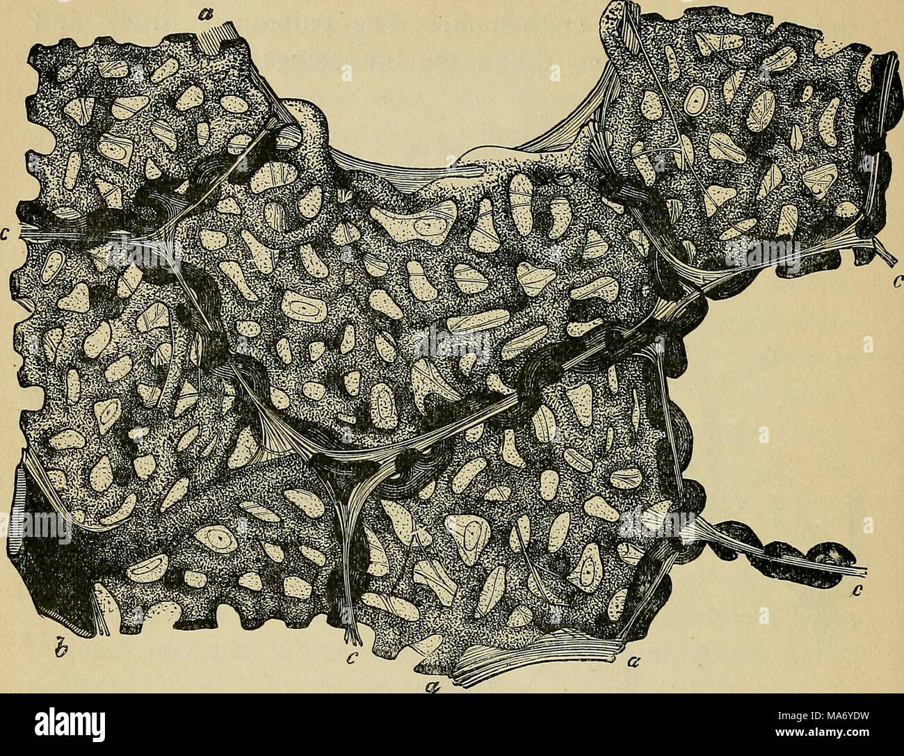 Alveoli and capillaries hi-res stock photography and images - Alamy