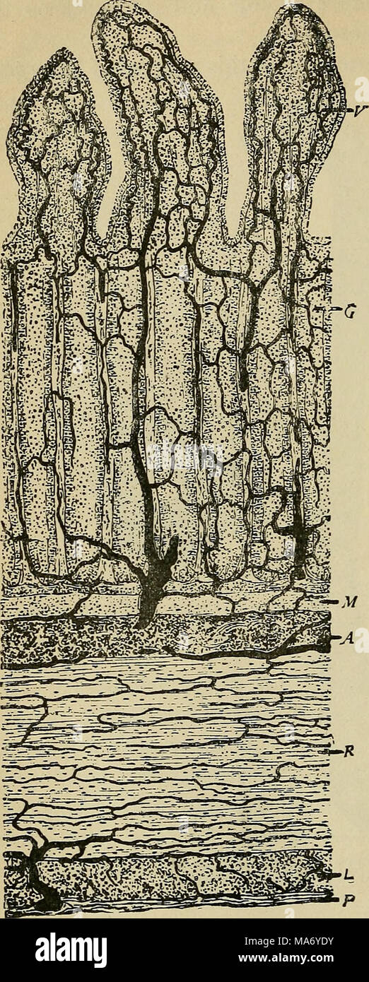 Stratified epithelium hi-res stock photography and images - Alamy